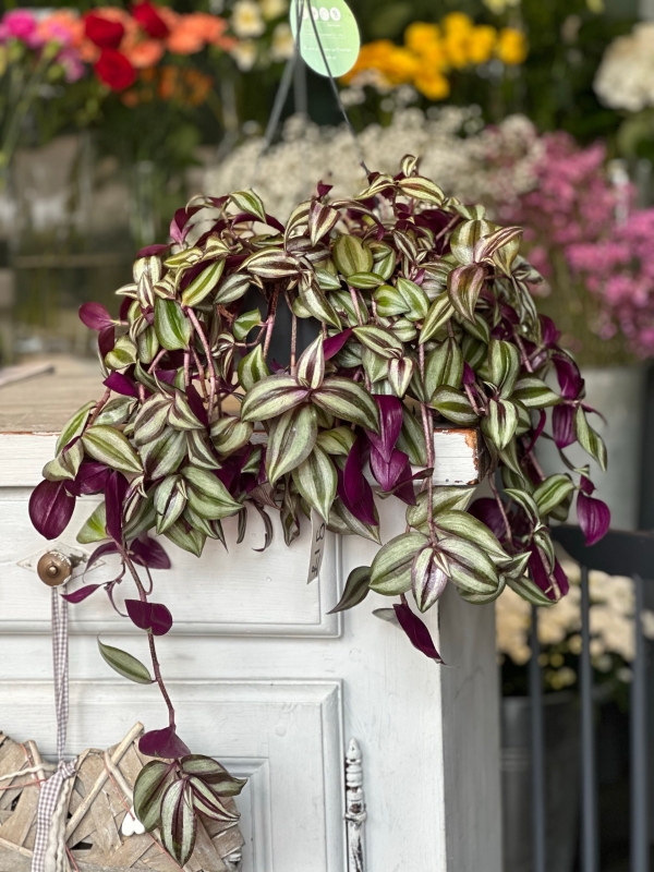 Tradescantia Zebrina | Wandering Jew Plant | Inch Plant | House Plant ...